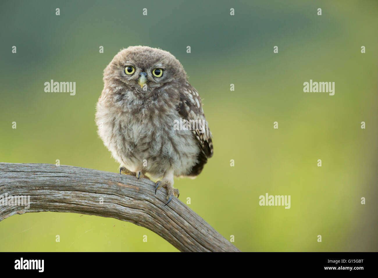 Owl in yorkshire hi-res stock photography and images - Alamy
