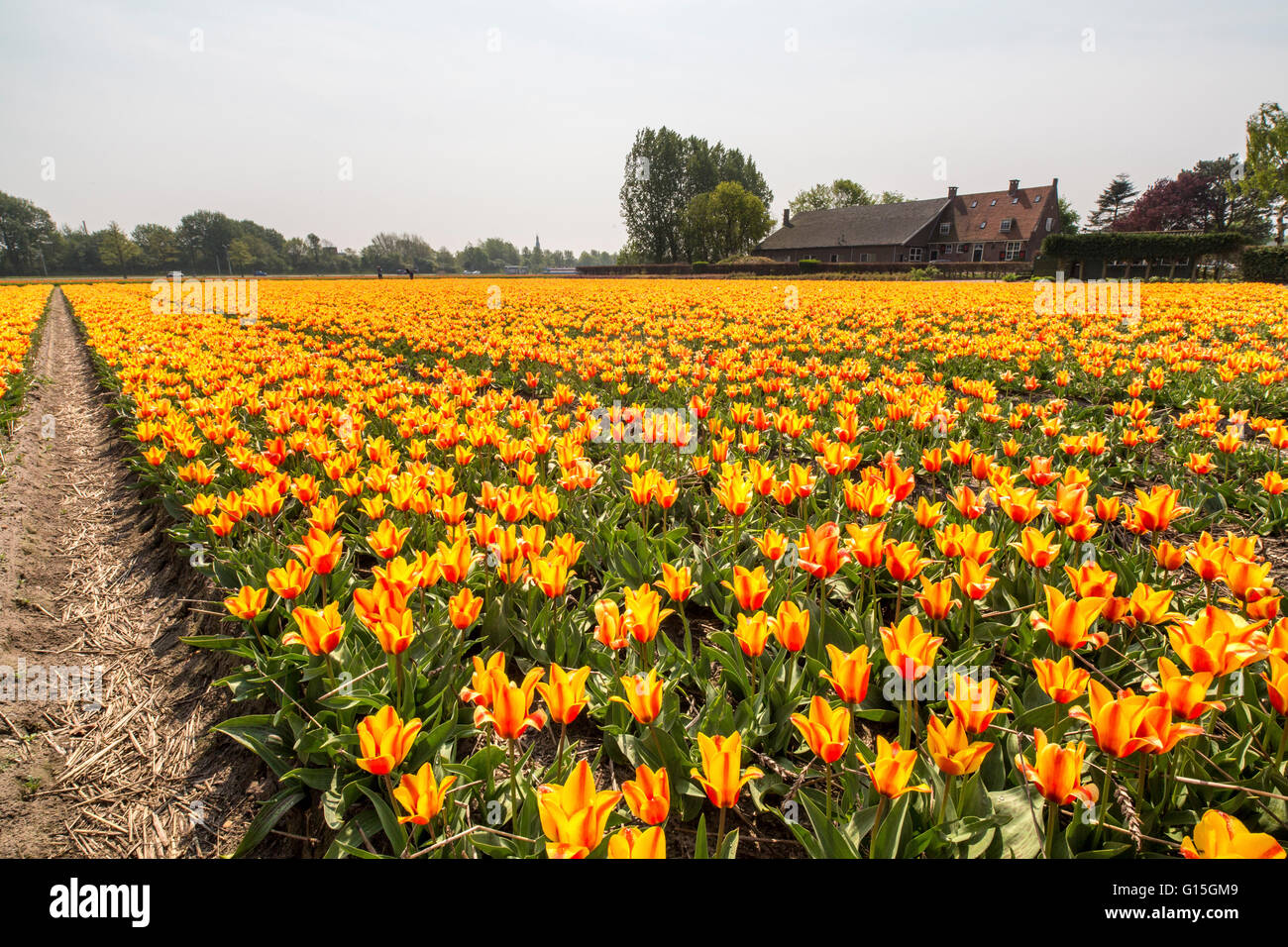 The yellow and orange tulips colour the landscape in spring, Keukenhof ...