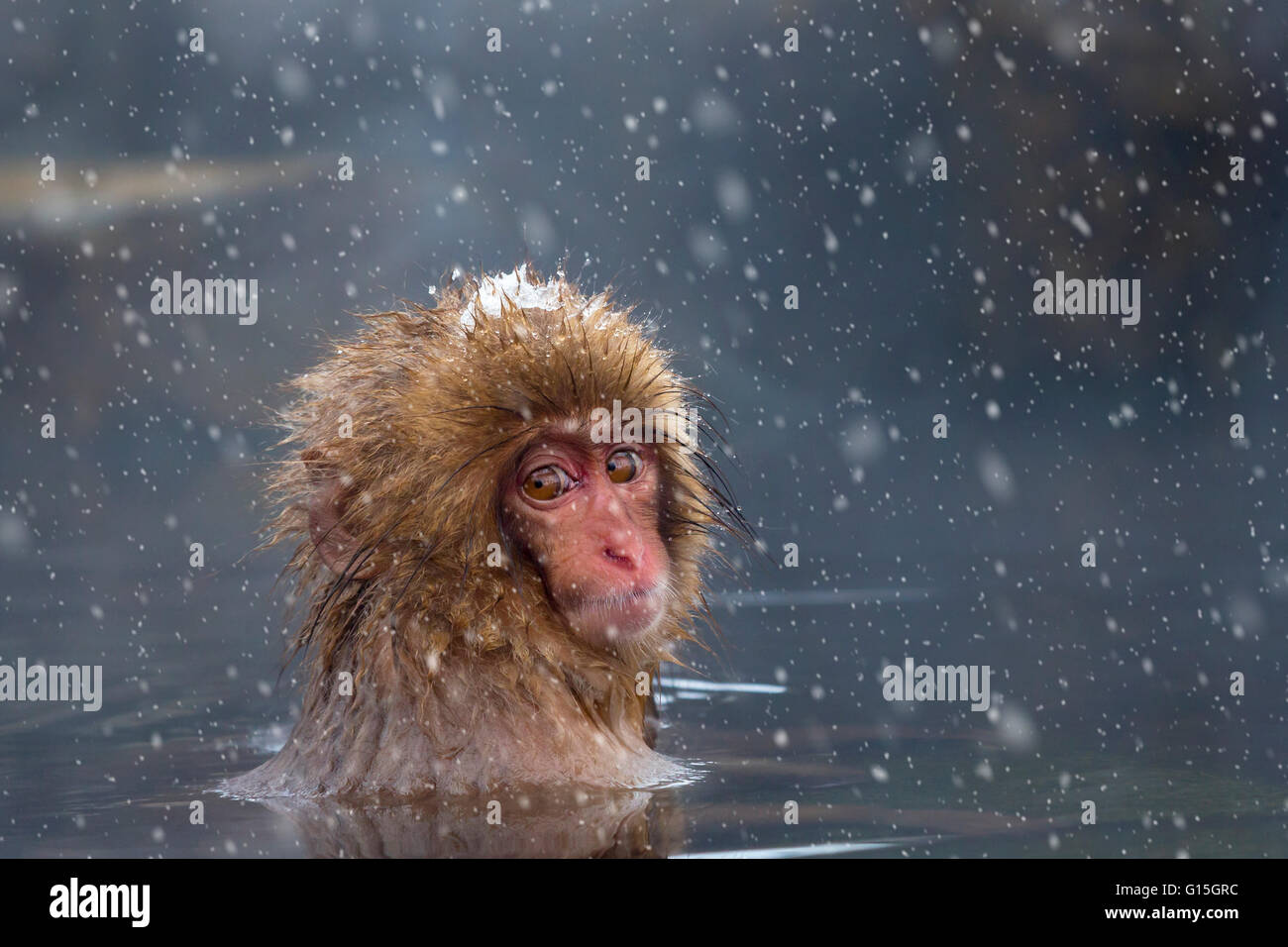 Japanese macaque (Snow monkey) (Macata fuscata), relaxing in a hot ...