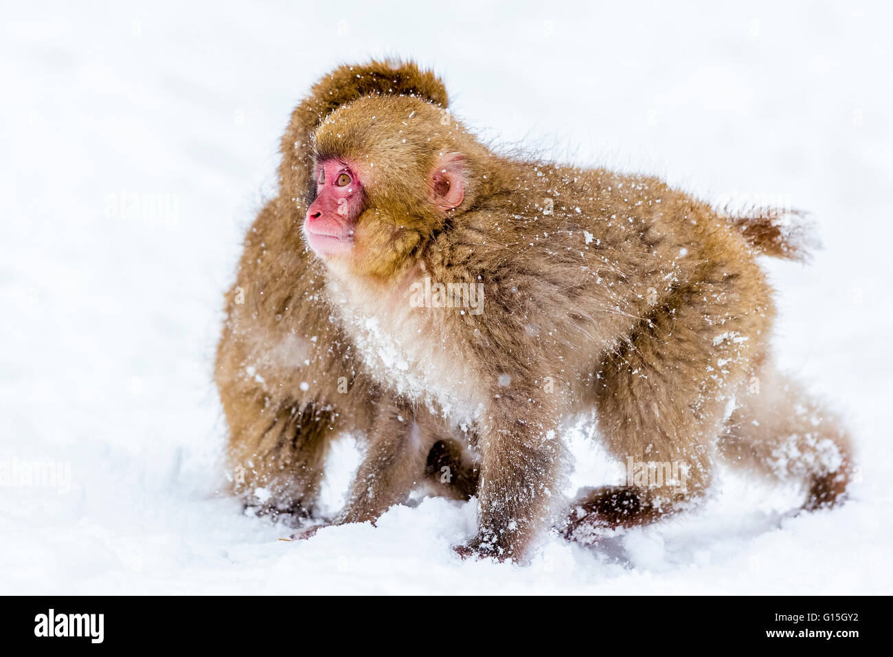 Japanese macaques (Snow monkeys) (Macata fuscata), playing in the snow ...