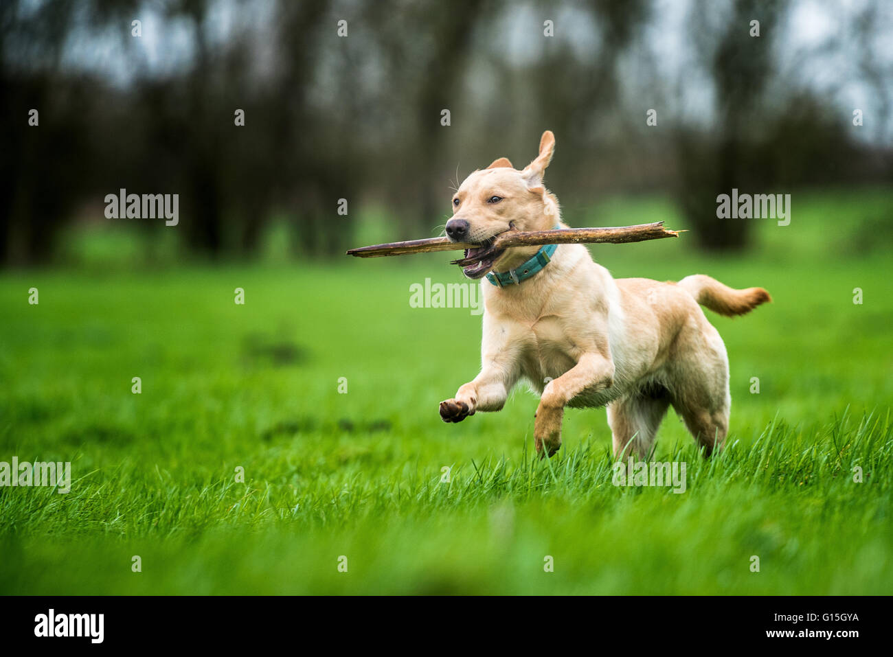 Dog carrying stick hi-res stock photography and images - Alamy