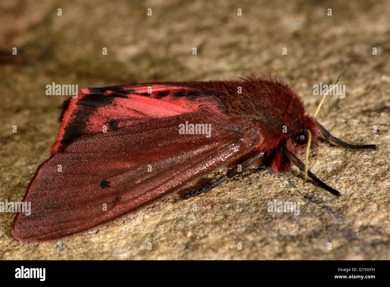 Ruby tiger moth (Phragmatobia fuliginosa). Insect with red and brown ...