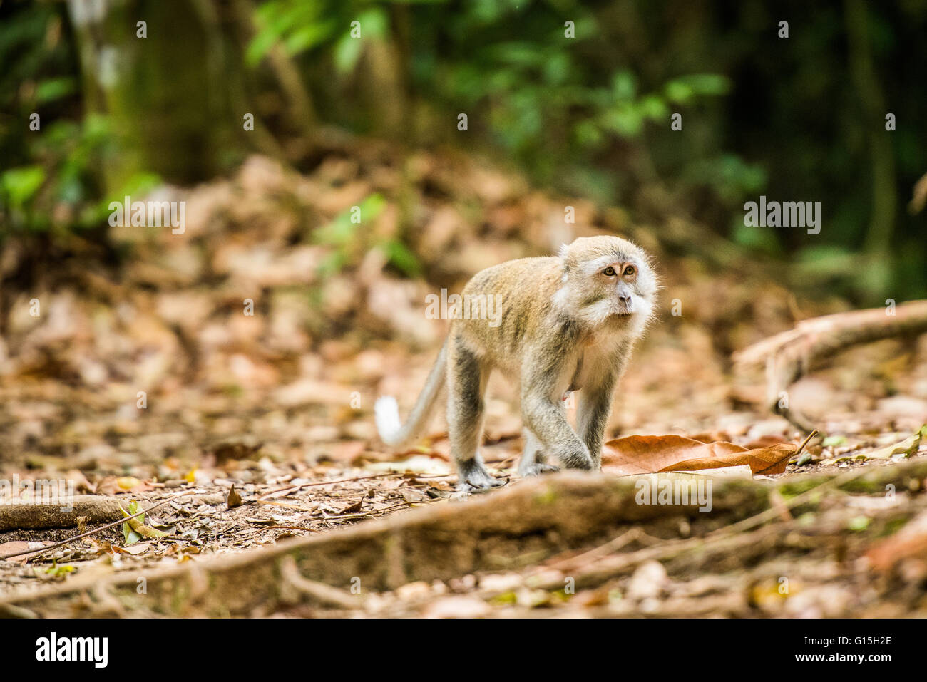 Long tailed Macaque (Macaca fascicularis), Indonesia, Southeast Asia ...
