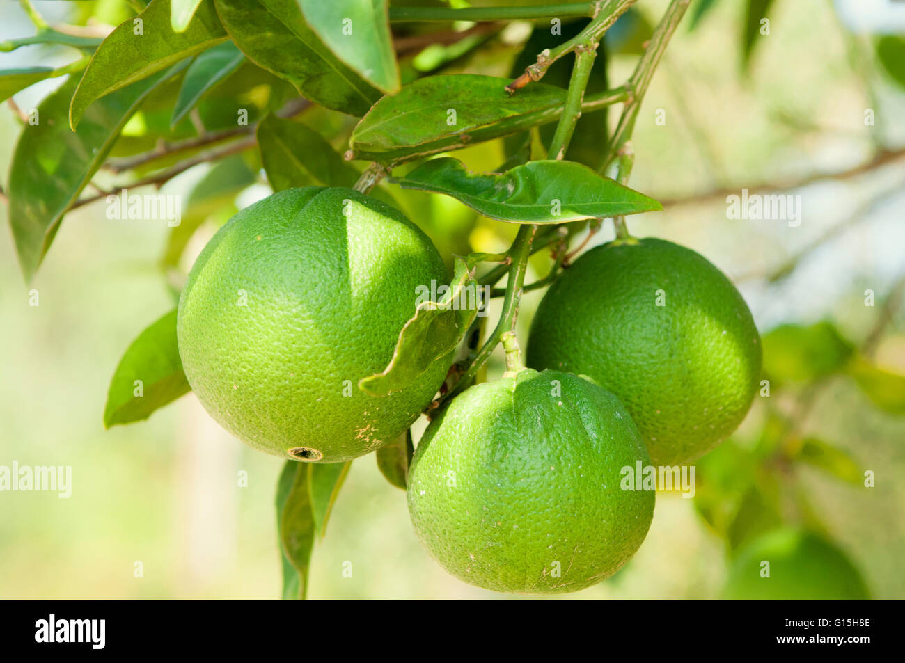 Limes ripening on the tree hi-res stock photography and images - Alamy