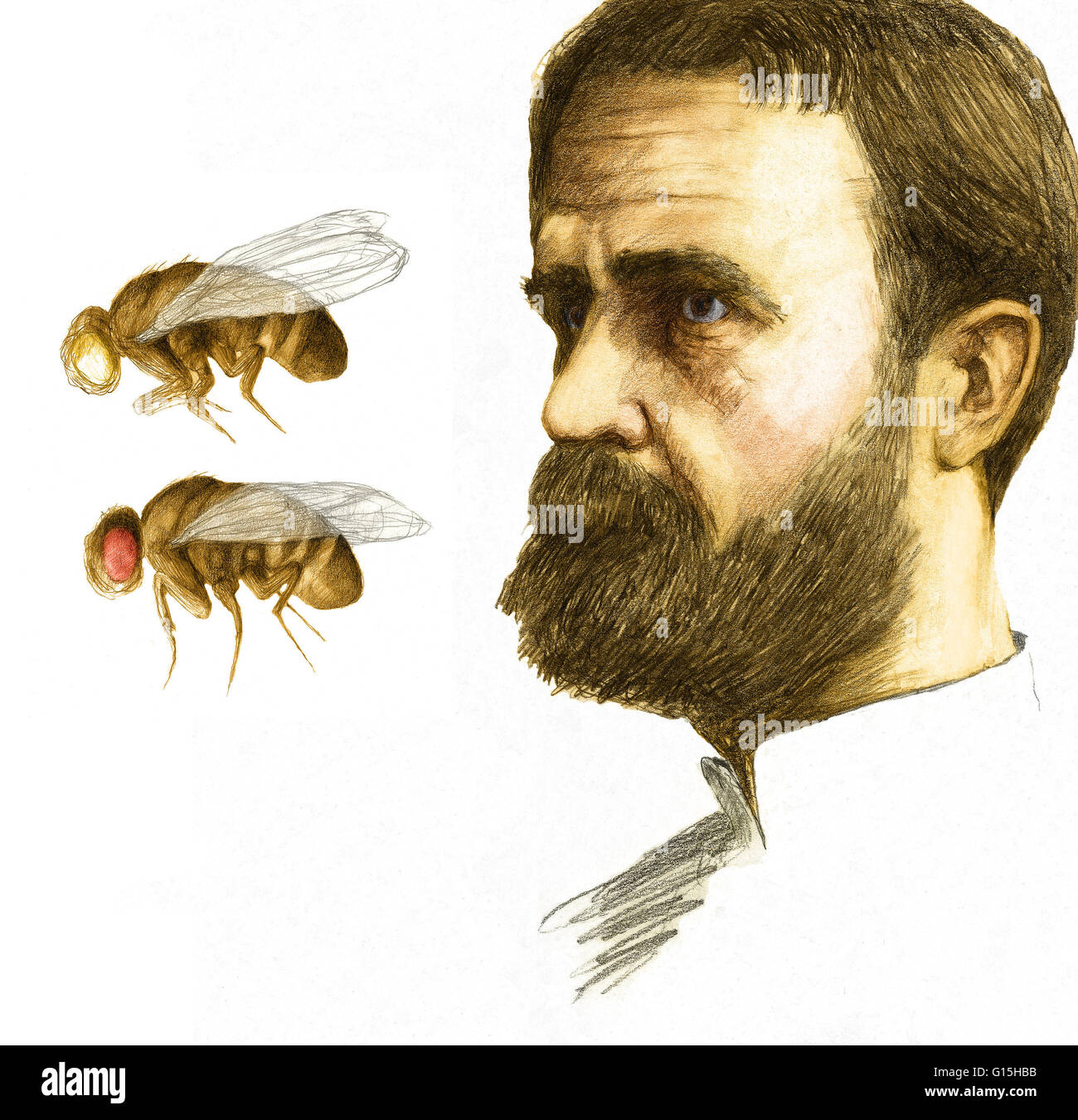 Thomas hunt morgan hi-res stock photography and images - Alamy