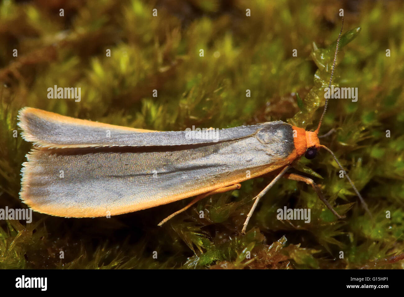 Scarlet tiger moth (Callimorpha dominula) deformed. Malformed insect in ...