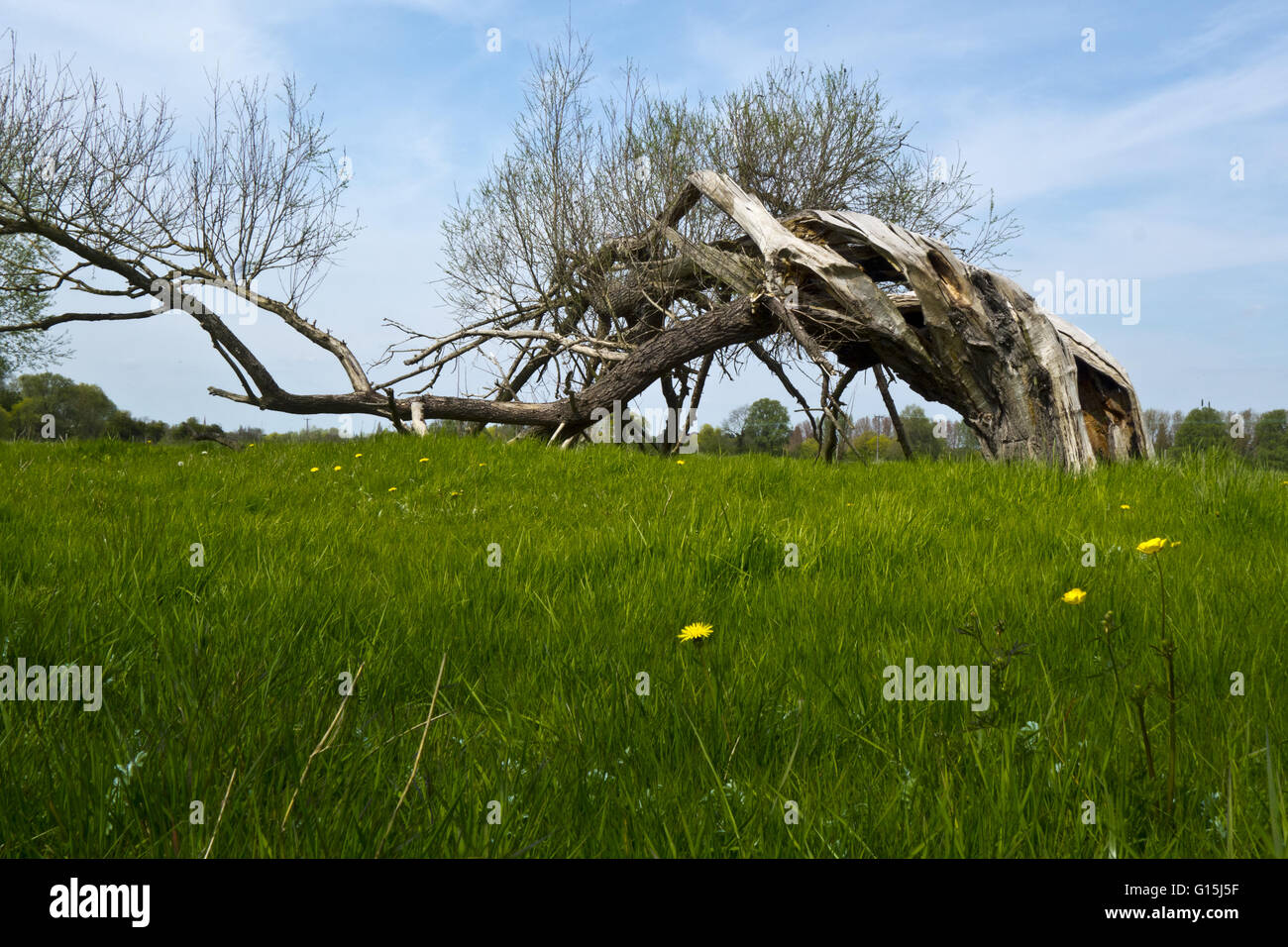 old willow tree Stock Photo - Alamy