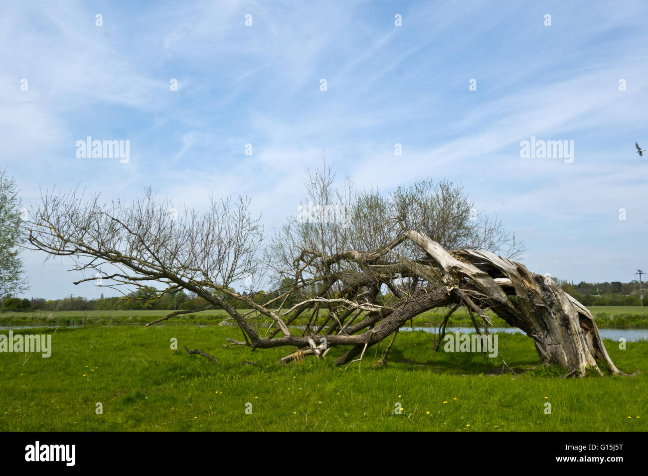 old willow tree Stock Photo - Alamy
