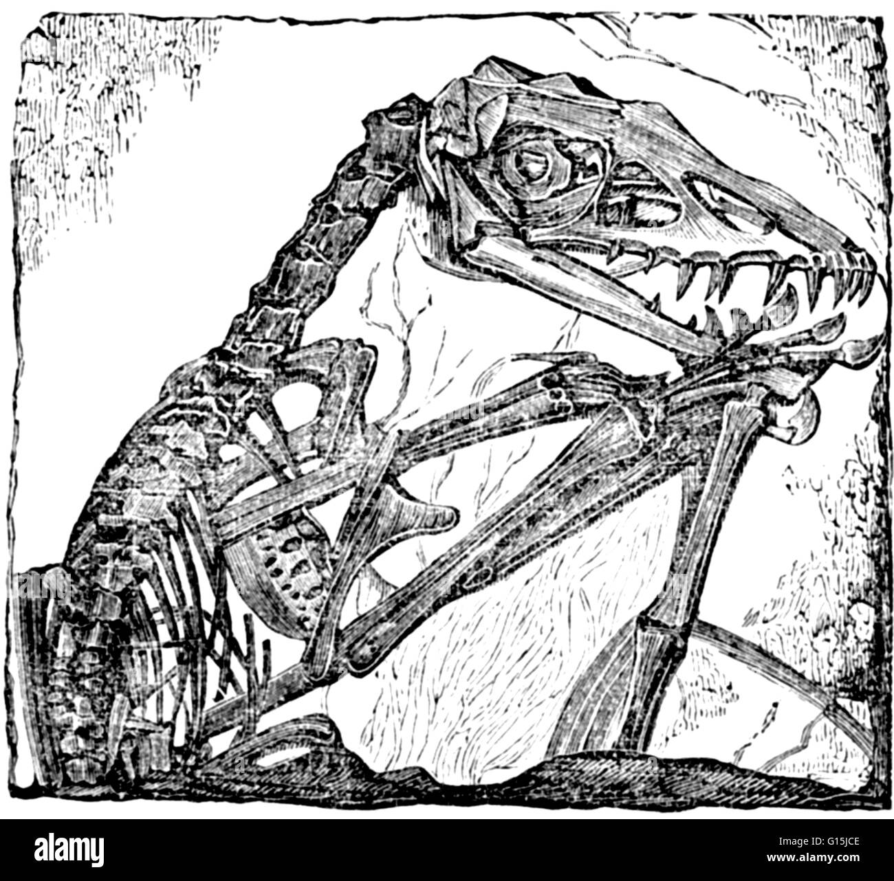 Flying reptiles hi-res stock photography and images - Alamy