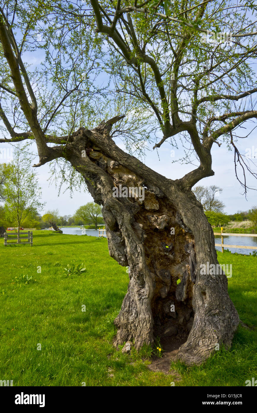 old willow tree Stock Photo - Alamy