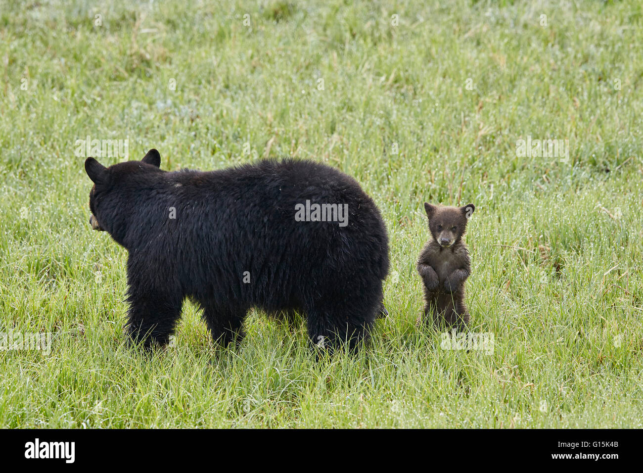 Chocolate Black Bear