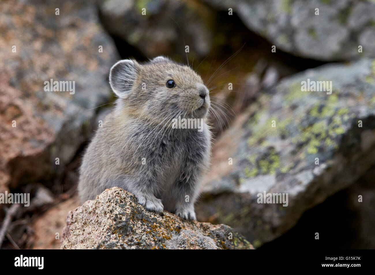 American Pika (Ochotona princeps), Yellowstone National Park, Wyoming ...