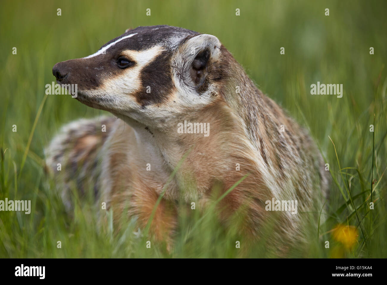 American Badger (Taxidea taxus), Yellowstone National Park, Wyoming ...