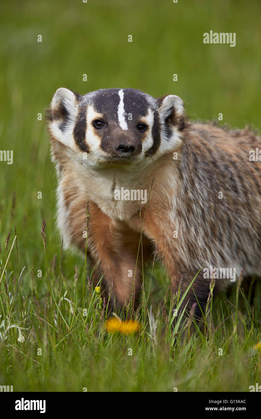 Taxidea hi-res stock photography and images - Alamy