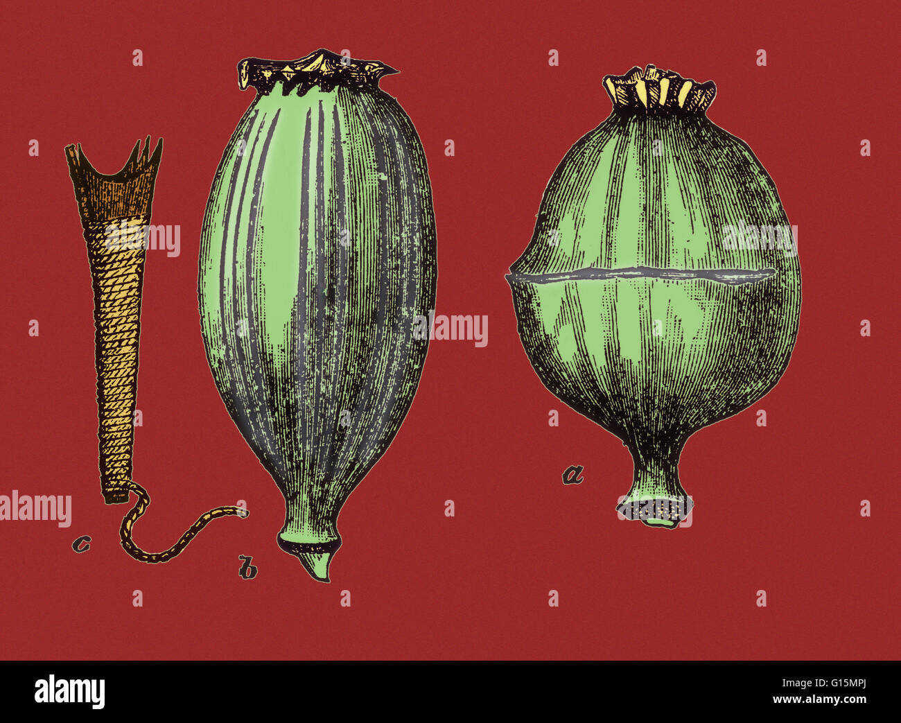 Indian opium hi-res stock photography and images - Alamy