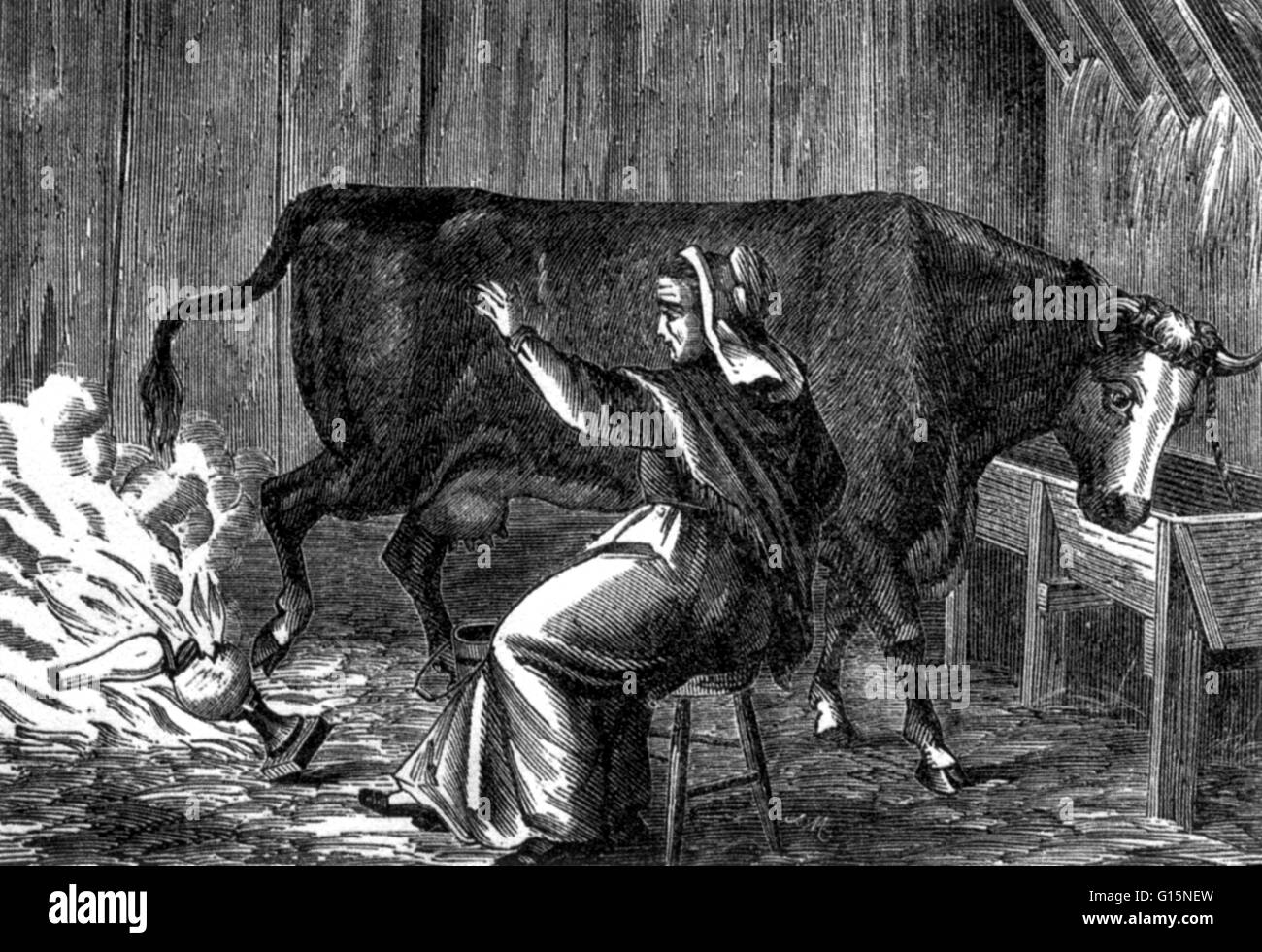 O'leary cow hi-res stock photography and images - Alamy