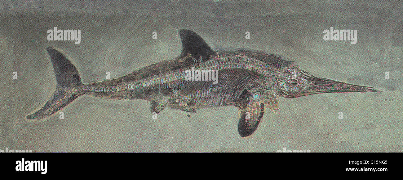 Ichthyosaurs were giant marine reptiles that resembled dolphins in a ...