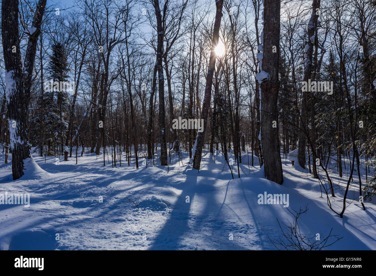 Late afternoon sun through the forest in winter, Sundridge, Ontario ...