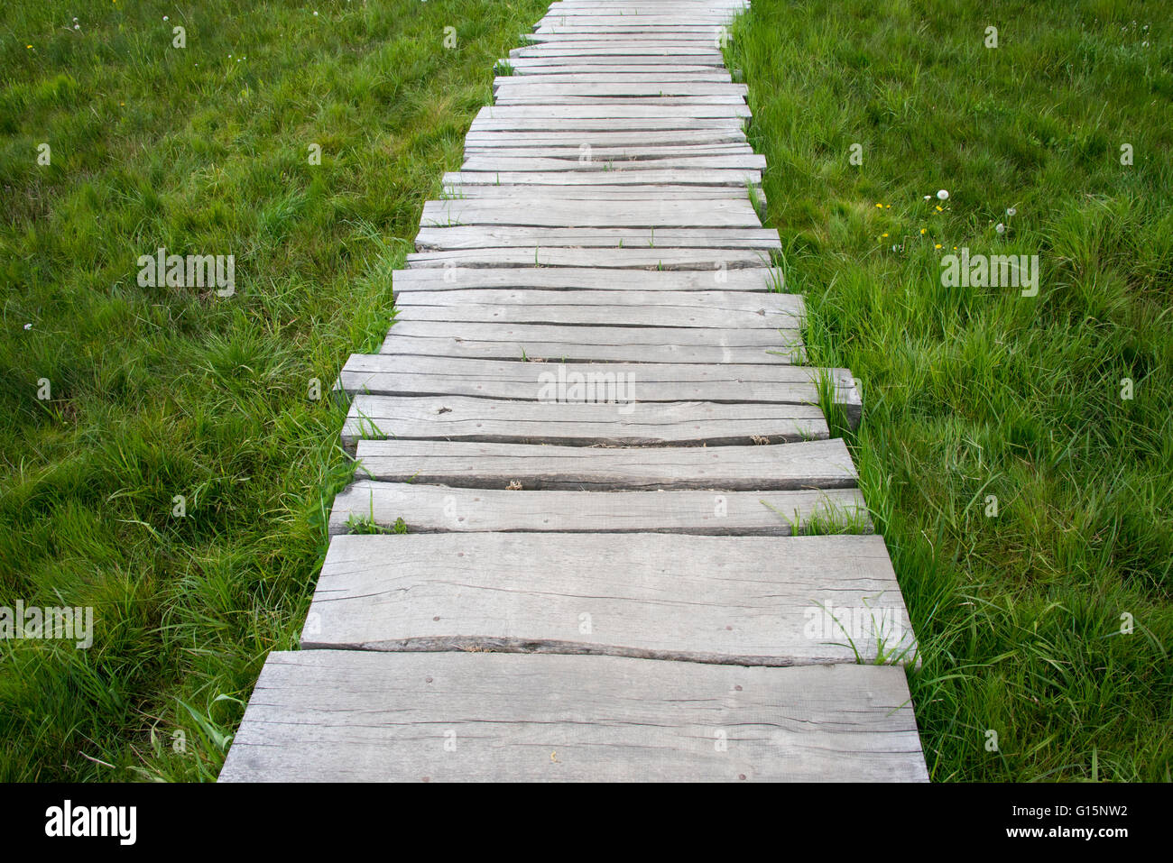 Walkway through swamp hi-res stock photography and images - Alamy