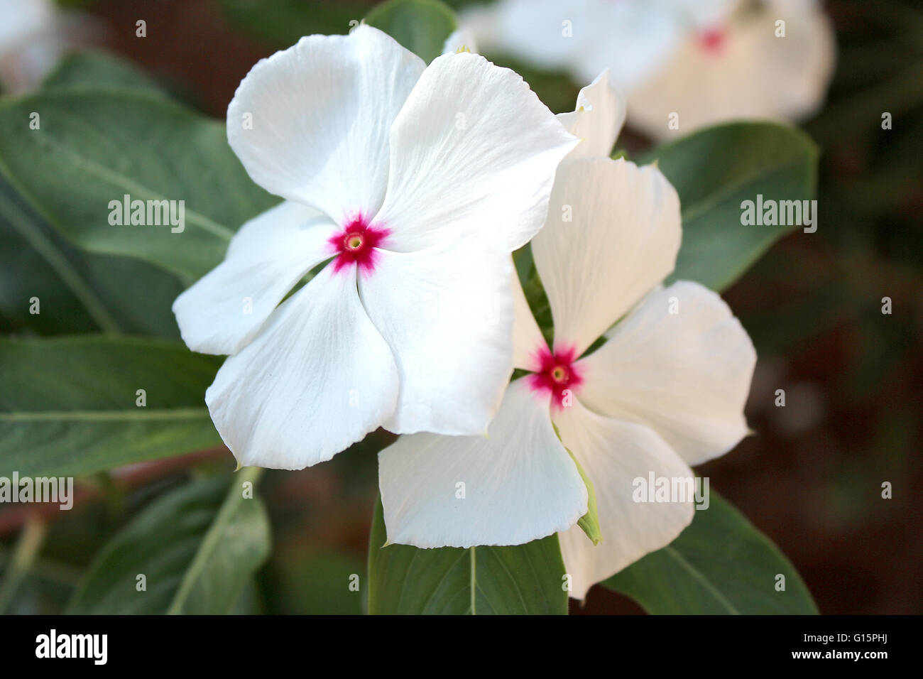 Flowers and nature views of the island of Rhodes, Greece Stock Photo ...