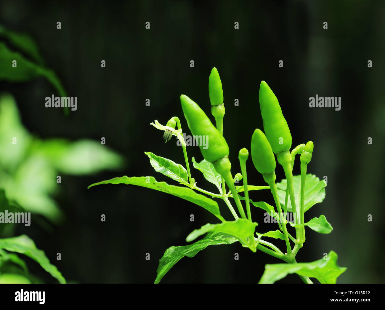 Ripening chilli pod hi-res stock photography and images - Alamy