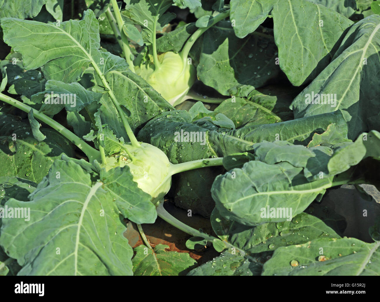 Turnip cabbage plant hi-res stock photography and images - Alamy
