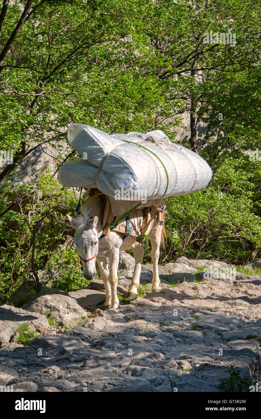 Donkey at National Park Paklenica, Croatia Stock Photo - Alamy