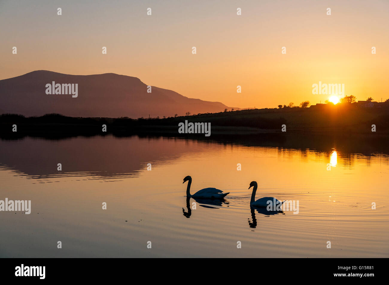 Swan Lake. Two swans on Lake Shanaghan, Ardara, County Donegal, Ireland ...