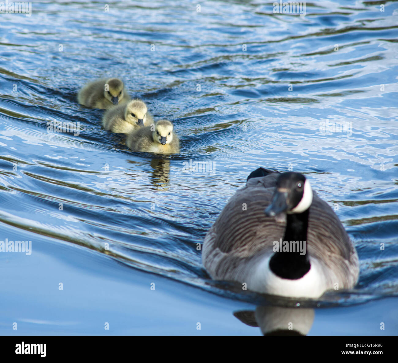 Welsh goose hi-res stock photography and images - Alamy