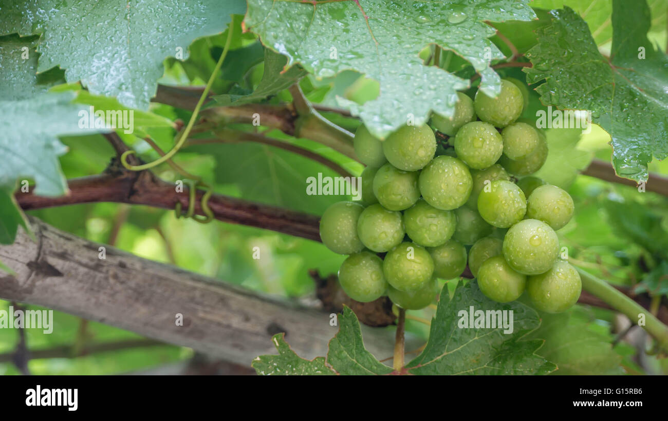 grapes with green leaves on the vine fresh fruits Stock Photo - Alamy