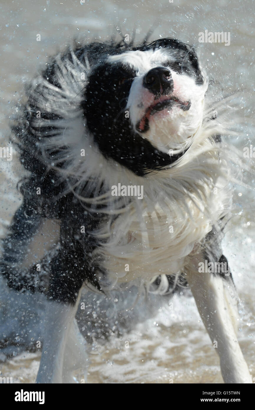 Shaking off excess water hi-res stock photography and images - Alamy