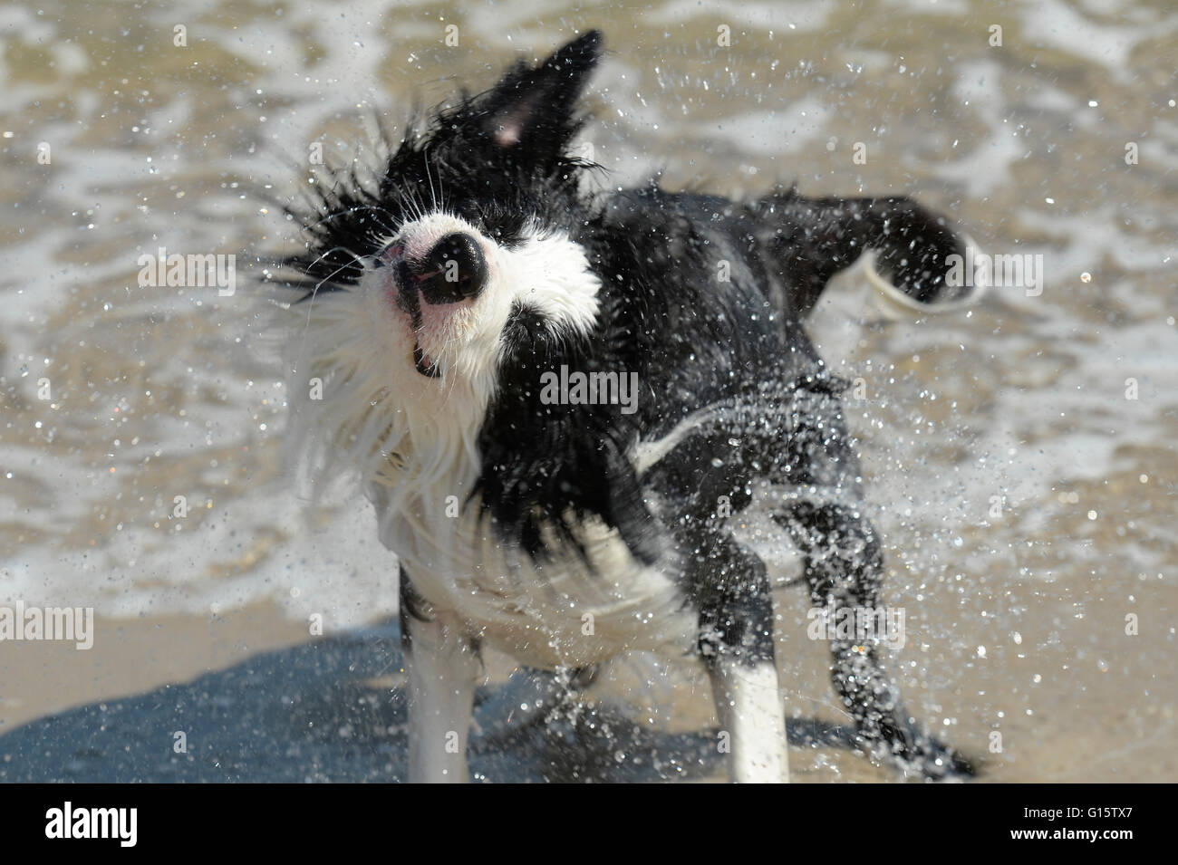 A Border Collie shakes off excess water after taking a bath in the ...