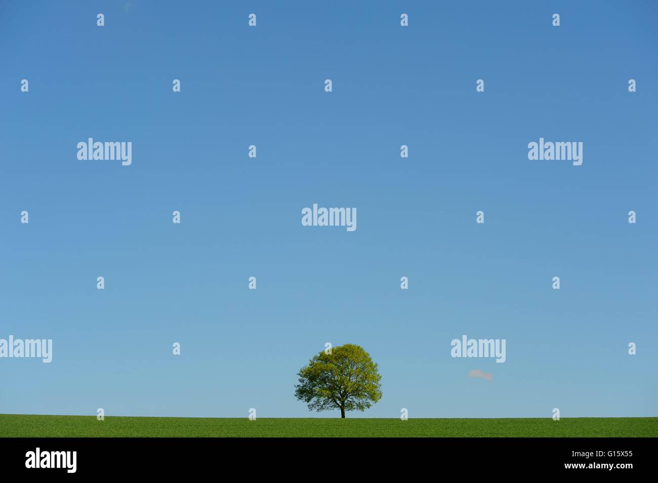 Tree with blue sky, Germany, city of Osterode, 09. May 2016. Photo ...