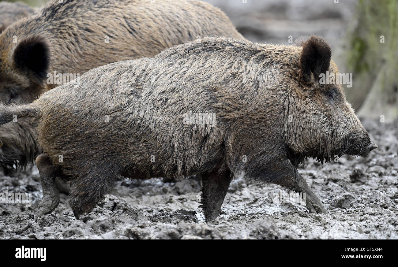 Springe, Germany. 08th Apr, 2016. Wild boars roam through an outdoor ...