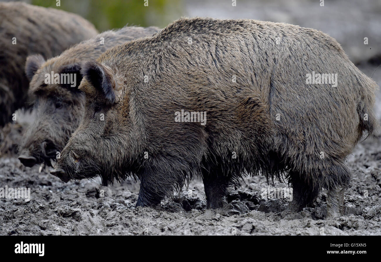 Wild boars enclosure hi-res stock photography and images - Alamy