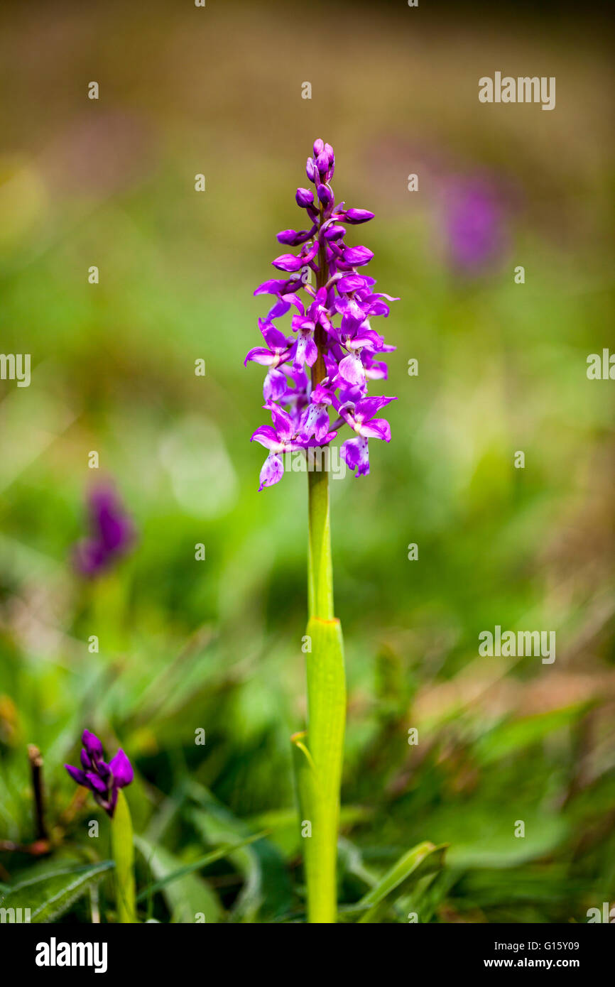 Meadow wild orchids uk hi-res stock photography and images - Alamy