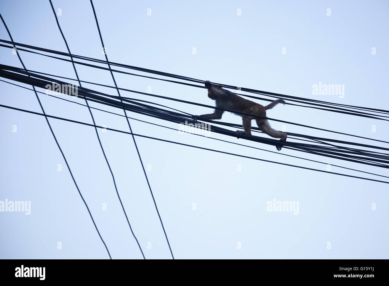 Monkey on a wire hi-res stock photography and images - Alamy