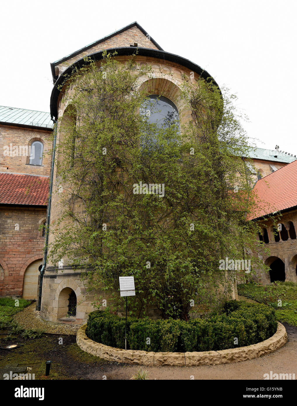 Hildesheim cathedral rose bush hi-res stock photography and images - Alamy