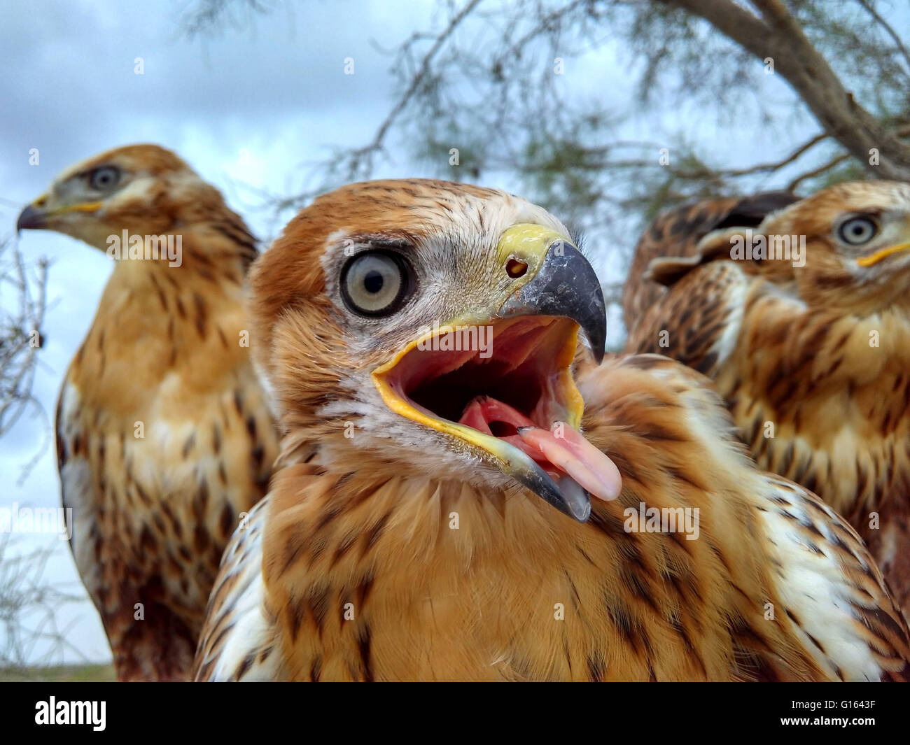 Cute Baby Hawk