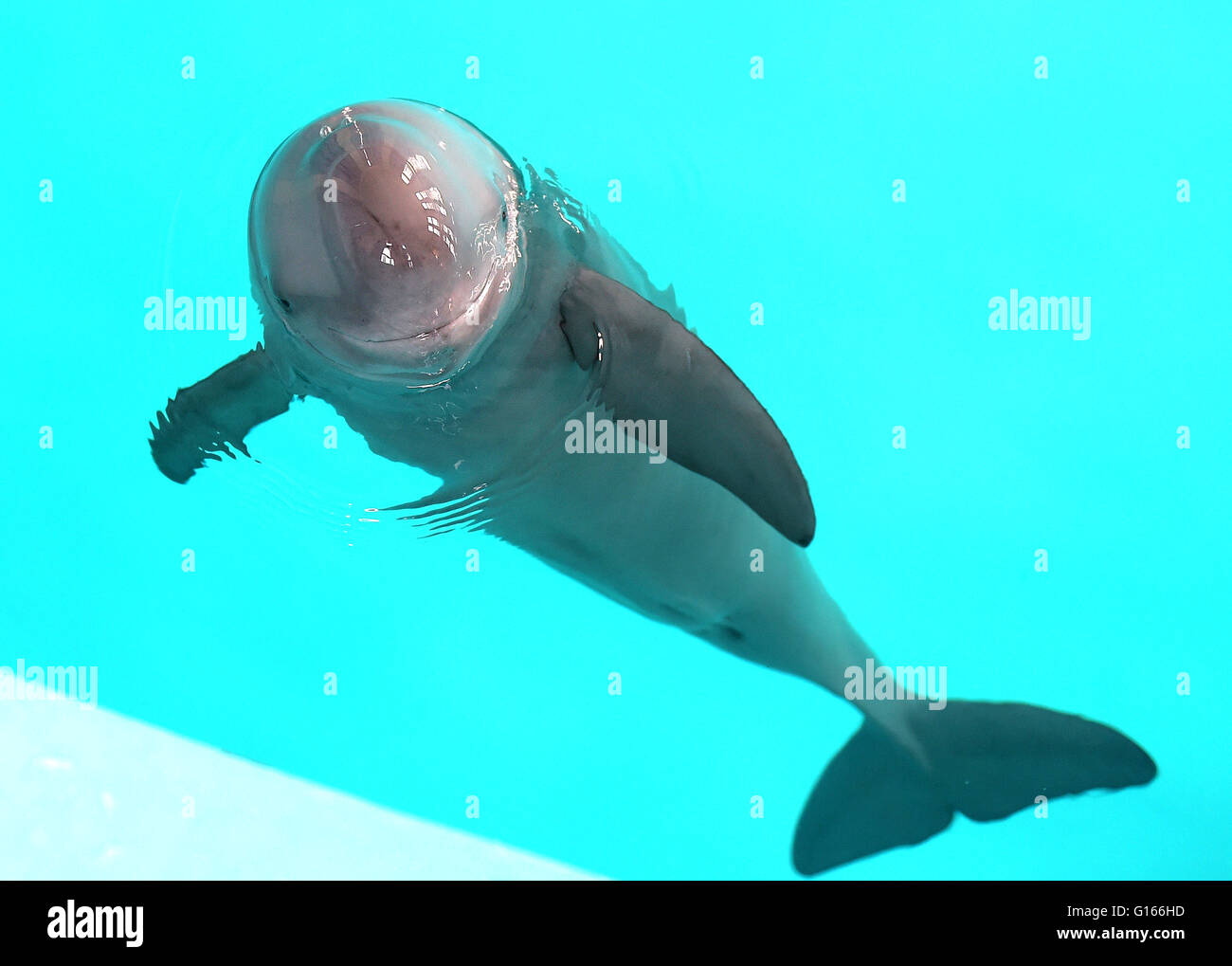 Finless porpoise hi-res stock photography and images - Alamy