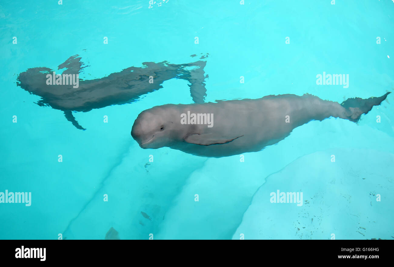 Finless porpoises hi-res stock photography and images - Alamy