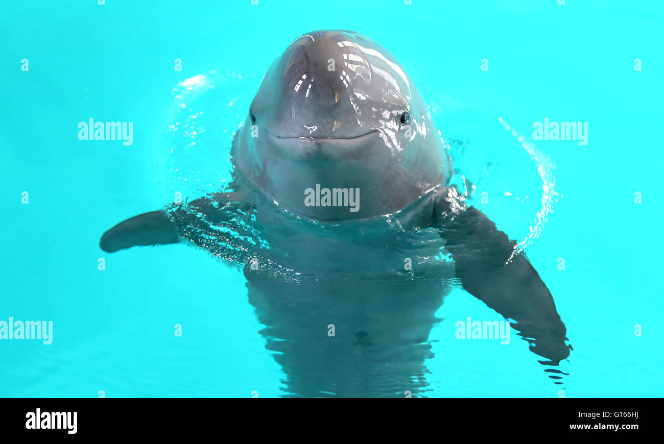Yangtze finless porpoise hi-res stock photography and images - Alamy
