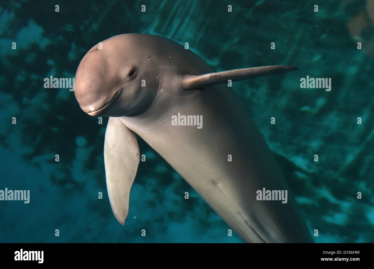 Yangtze finless porpoise hi-res stock photography and images - Alamy