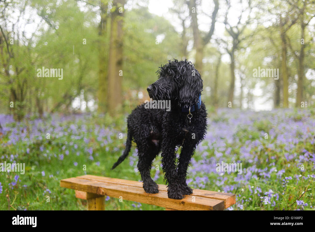 Black cockapoo hi-res stock photography and images - Alamy