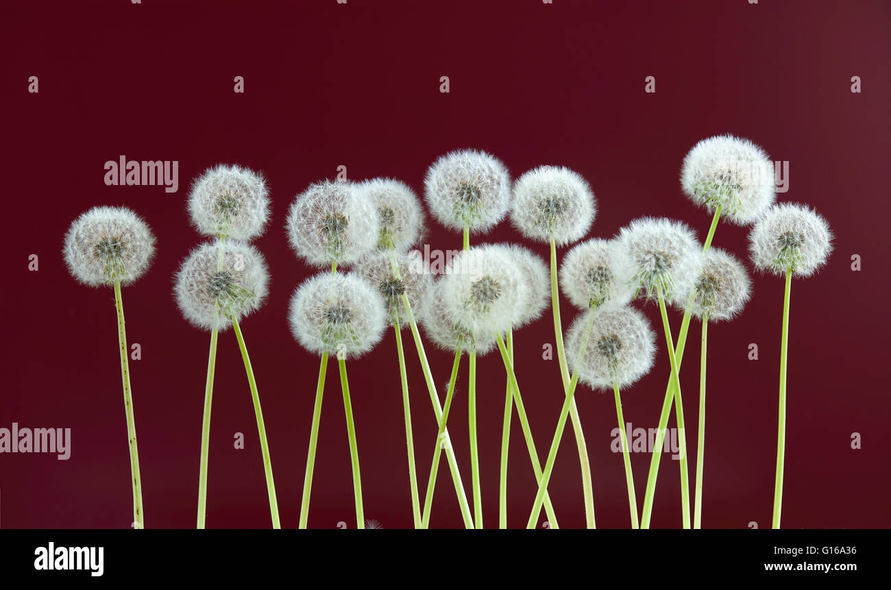 dandelion flower on brown color background, many closeup object Stock ...
