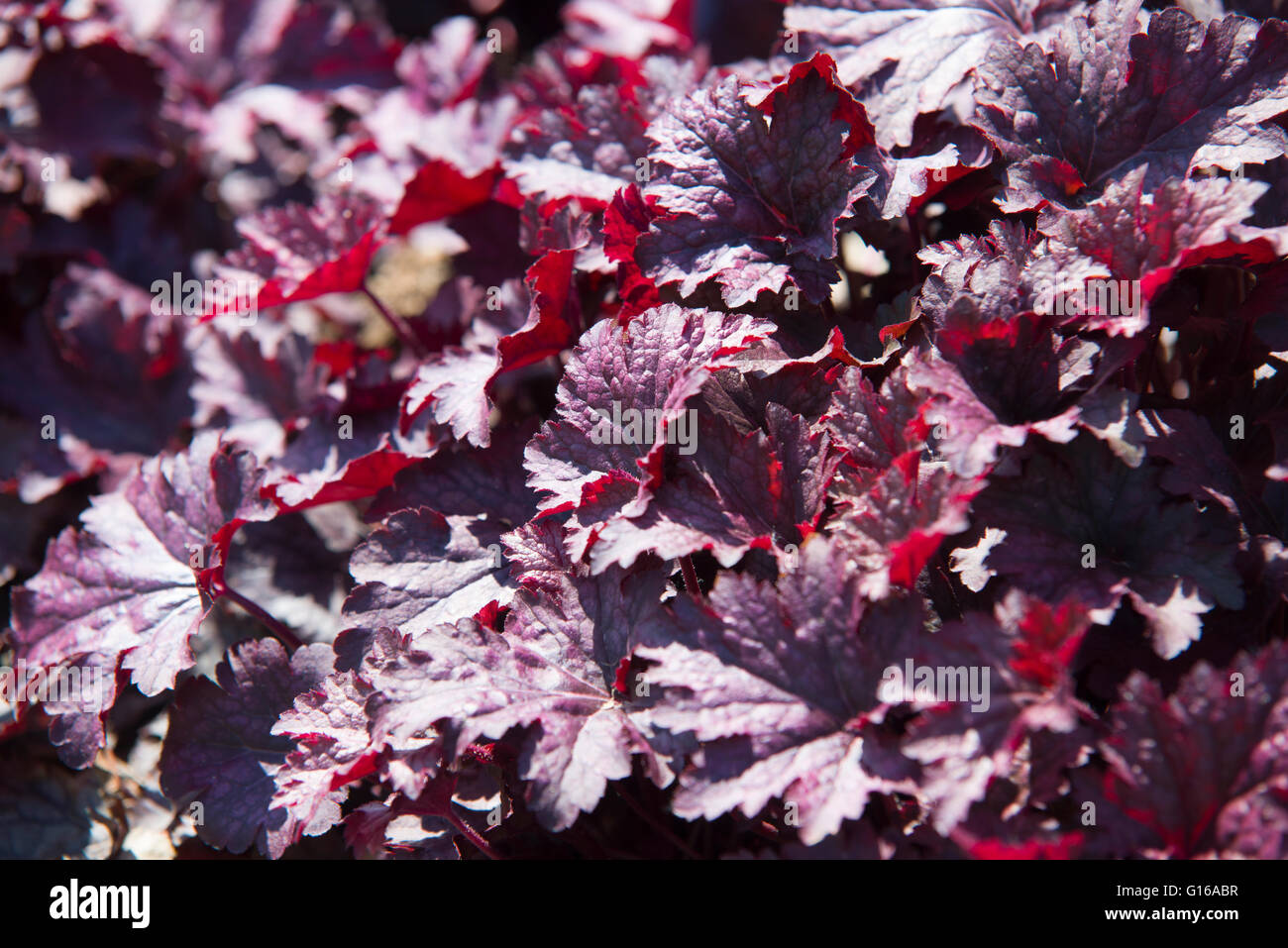Heuchera Micrantha Obsidian High Resolution Stock Photography and ...