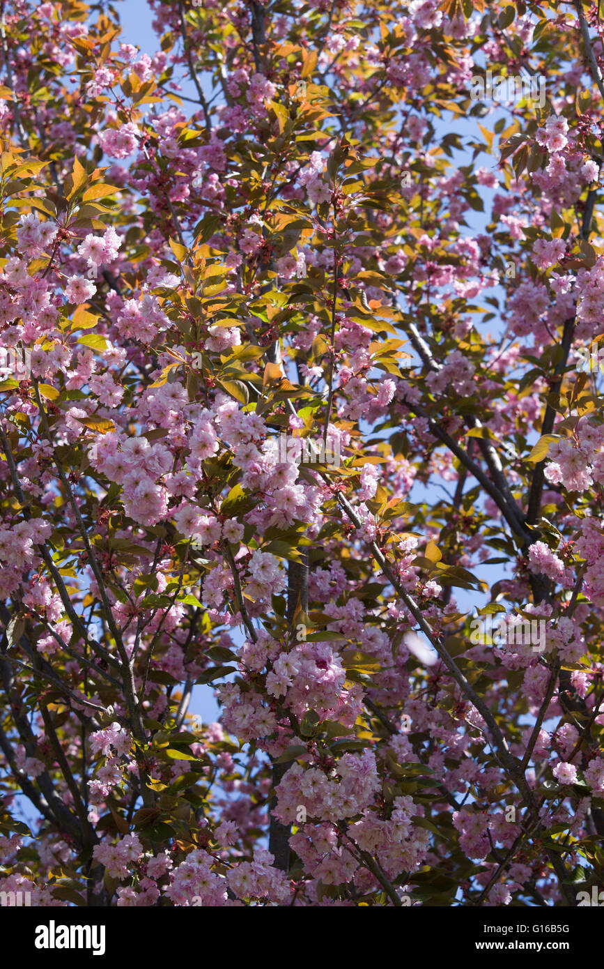 Wild Himalayan Cherry ( Prunus cerasoides Stock Photo - Alamy