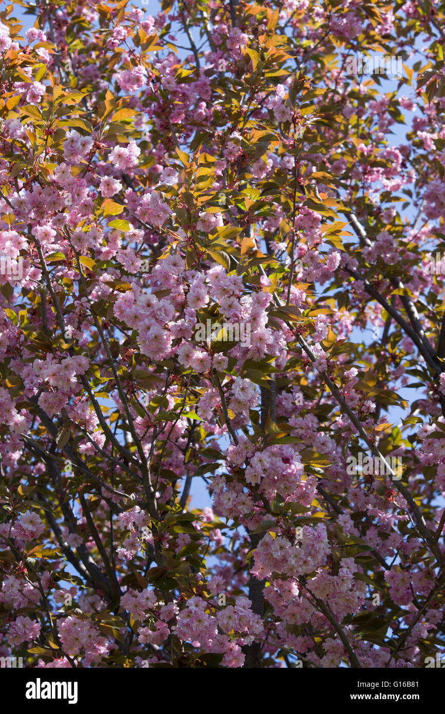 Wild Himalayan Cherry ( Prunus cerasoides Stock Photo - Alamy