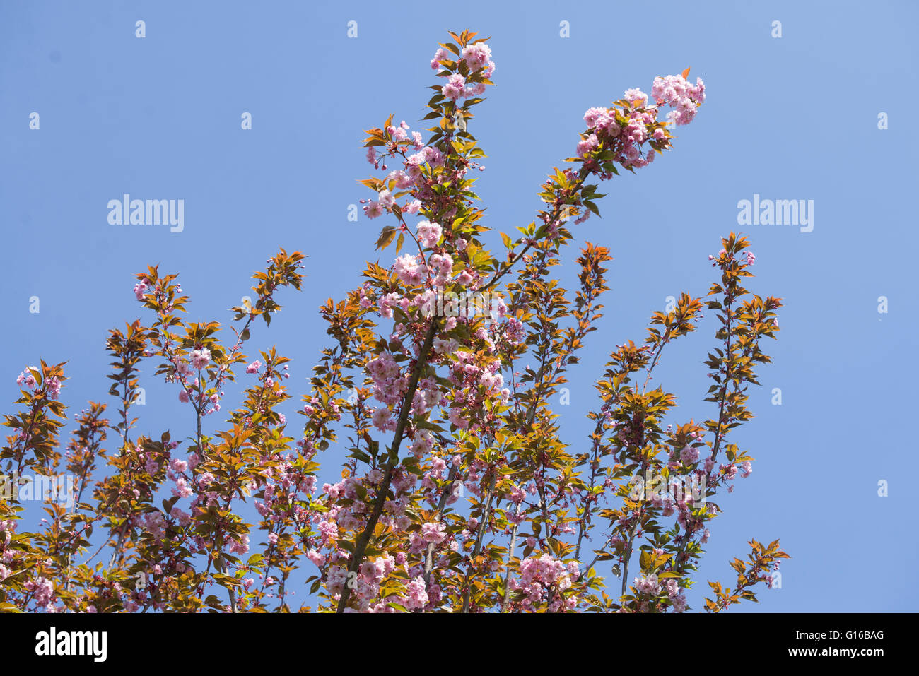 Wild Himalayan Cherry ( Prunus cerasoides ) sunset or sunrise Stock ...