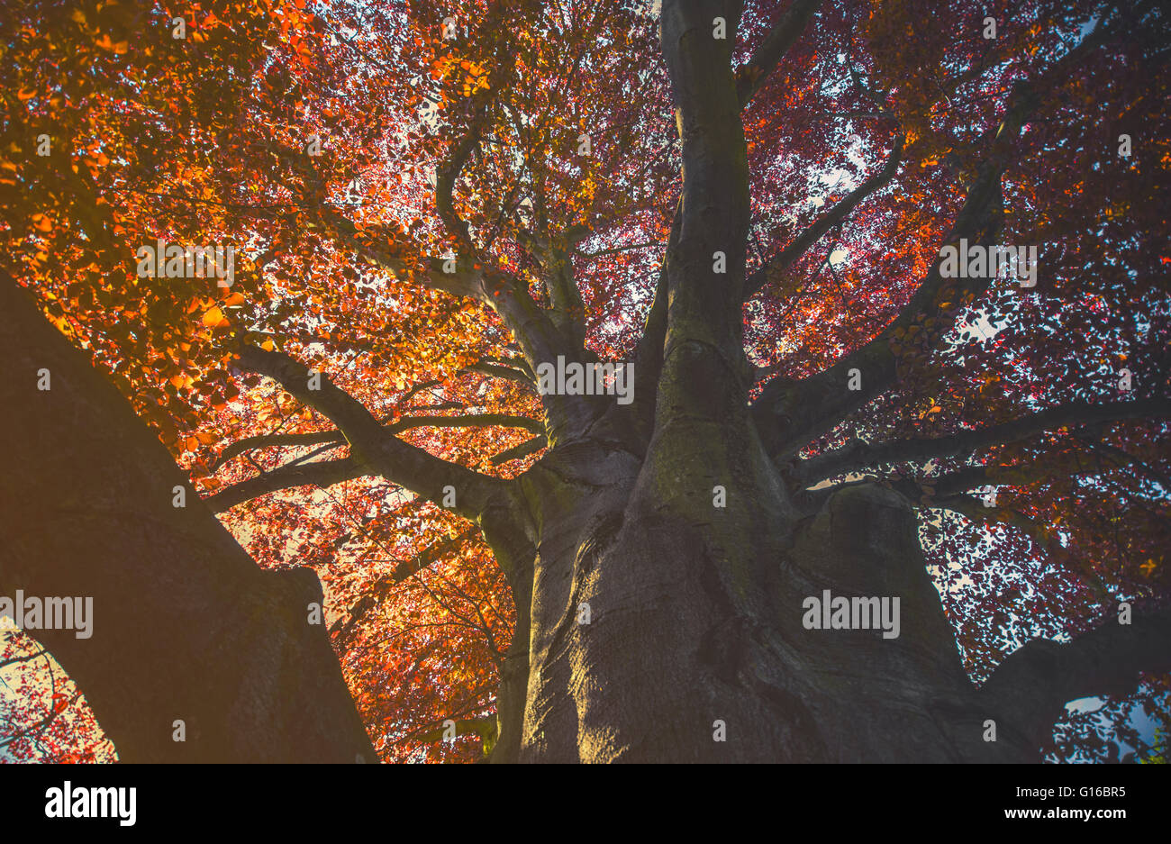 Majestic landscape with autumn red tree (Acer platanoides red ...